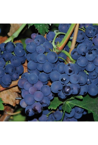 Evve Bahçe Tüplü Iri Taneli Bol Verimli Koyu Siyah Michele Palieri Üzüm (Asma-Bağ) Fidanı Evve Bahçe Tüplü Iri Taneli Bol Verimli Koyu Siyah Michele Palieri Üzüm (Asma-Bağ) Fidanı