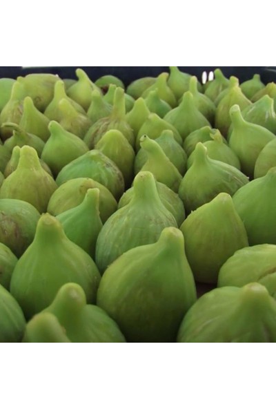 Evve Bahçe Tüplü Izmir Bardacık Incir Fidanı