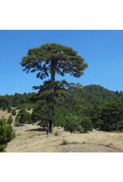 Evve Bahçe Tüplü Karaçam Fidanı 4 Yaş 100-150 cm