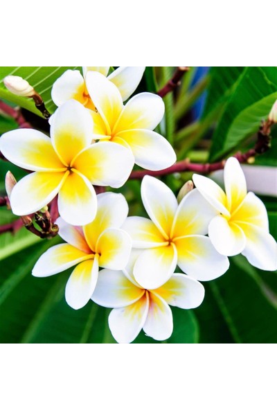 Evve Bahçe Tüplü Kokulu Plumeria Amerikan Fulu Fidanı (70-95 cm)