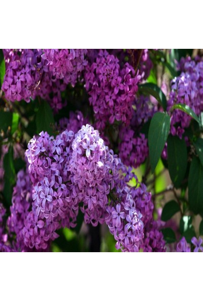 Evve Bahçe Tüplü Leylak Fidanı 90-180 cm