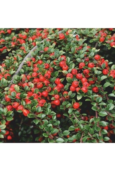 Evve Bahçe Tüplü Nadir Cotoneaster (Taş Elması) Fidanı Evve Bahçe Tüplü Nadir Cotoneaster (Taş Elması) Fidanı