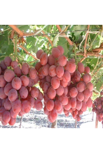 Evve Bahce Evve Bahçe Tüplü Özel Pembe Gemre Üzüm (Asma-Bağ) Fidanı Evve Bahce Evve Bahçe Tüplü Özel Pembe Gemre Üzüm (Asma-Bağ) Fidanı