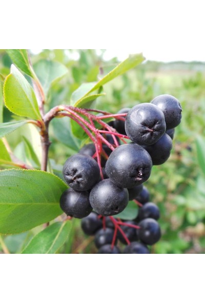 Evve Bahçe Tüplü Siyah Aronya (Black Aronia) Chokoberry Fidanı Evve Bahçe Tüplü Siyah Aronya (Black Aronia) Chokoberry Fidanı