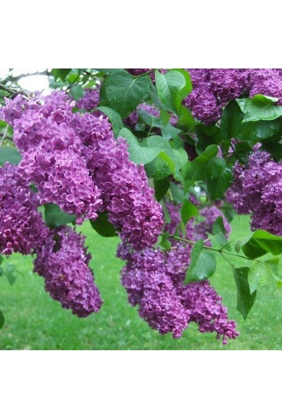 Evve Bahçe Tüplü Soğuğa Dayanıklı Lila Leylak Fidanı (100-150 cm)