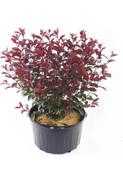 Evve Bahçe Tüplü Süs Eriği Fidanı (40-60 cm) Evve Bahçe Tüplü Süs Eriği Fidanı (40-60 cm)