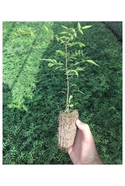 Evve Bahçe Tüplü Ucb 1 Antep Fıstığı Anacı Fidanı