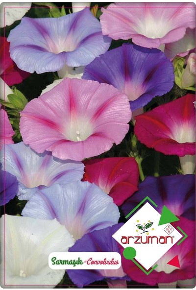 Arzuman Sarmaşık Çiçeği Tohumu 50 Adet Karışık Renk