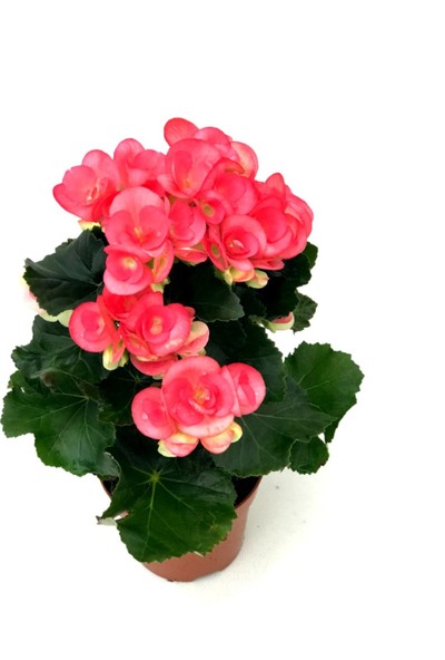 Fidanova Begonya Fidanova Begonya