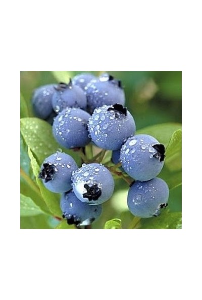 Tohumcumm Yaban Mersini Tohumu Blueberry