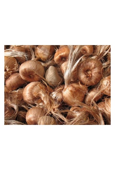 Aktarım Safran Soğanı