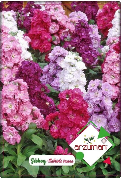Arzuman Şebboy Çiçeği 100'lü Karışık Renk