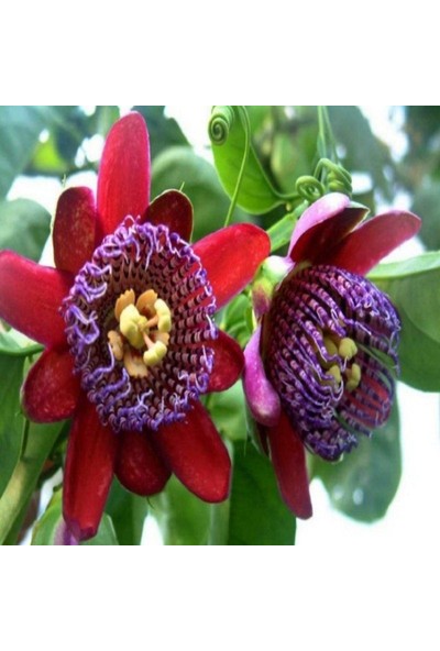 Serdar Çam Tohumculuk Nadir Passiflora Quadrangularis Tohumu Ekim Seti 3 Tohum Pasiflora Tohumu Saksı Toprak Kombin Serdar Çam Tohumculuk Nadir Passiflora Quadrangularis Tohumu Ekim Seti 3 Tohum Pasiflora Tohumu Saksı Toprak Kombin