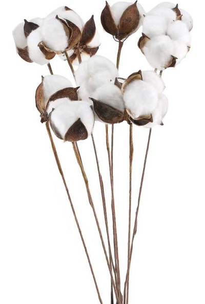 Nettenevime Pamuk Çiçeği Kuru Çiçek 5 Adet Tek Dal Yapay Çiçek