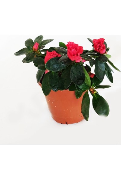 Bitki Fidanım Açelya Çiçeği Kırmızı 15 cm Bitki Fidanım Açelya Çiçeği Kırmızı 15 cm