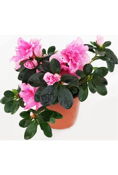 Bitki Fidanım Açelya Çiçeği Pembe 15 cm