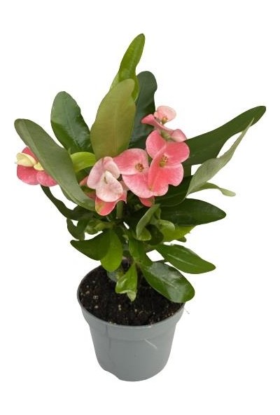 Bitki Fidanım Tiny Pink And Red Euphorbia Milii-Dikenler Tacı Çiçeği