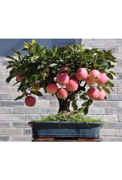 Tohumcumm 5 Adet Tohum Bodur Bonsai Elma Ağacı Tohumu Bonzai Tohumu