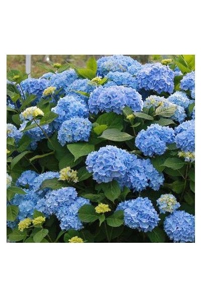 Taşkar Peyzaj Mavi Ortanca Çiçeği Fidanı