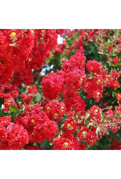 Taşkar Peyzaj Oya Ağacı Fidanı Kırmızı ( Tüplü) 30 - 40 cm