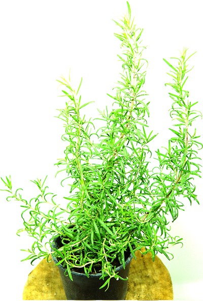 Kösem Botanik Biberiye