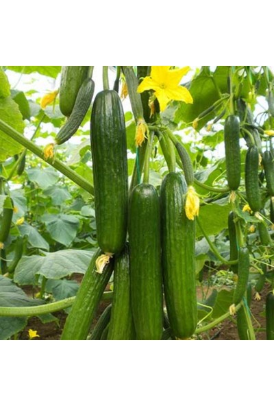 Ev Ve Bahçe Bol Verimli Geleneksel Sırık Salatalık (Hıyar) Fidesi (5 Adet) Ev Ve Bahçe Bol Verimli Geleneksel Sırık Salatalık (Hıyar) Fidesi (5 Adet)