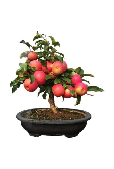 Tohumcumm 5 Adet Tohum Bodur Bonsai Elma Ağacı Tohumu Elma Tohumu