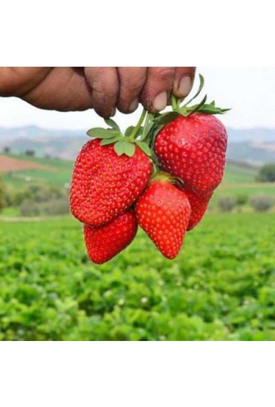 Tohumcumm Çilek Tohumu Tadı Lezzetli Doğal 25 Adet Tohumu Ev Bahçe ve Saksı Ekimleri Için En Uygun Çilek Tohumu Tohumcumm Çilek Tohumu Tadı Lezzetli Doğal 25 Adet Tohumu Ev Bahçe ve Saksı Ekimleri Için En Uygun Çilek Tohumu