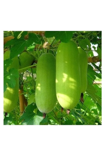 Tohumcumm Nadir Çin Kavunu Wax Guard Kavun Tohumu 5 Tohum Tohumcumm Nadir Çin Kavunu Wax Guard Kavun Tohumu 5 Tohum