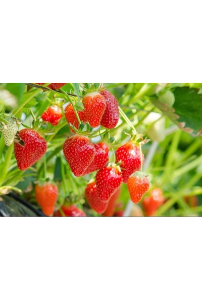 Tohumcumm Çilek Tohumu 10 Adet Ithal Çilek Tohumu Tohumcumm Çilek Tohumu 10 Adet Ithal Çilek Tohumu