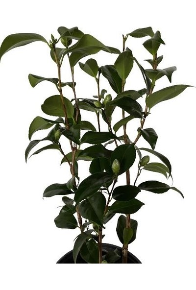 Bitki Fidanım Camellia Japonica Kamelya Fidanı 50-60 cm