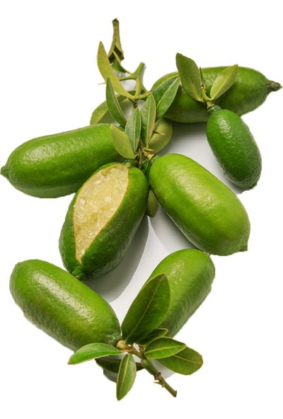 Serdar Çam Tohumculuk Nadir Ithal Parmak Limon Tohumu 3 Tohum Serdar Çam Tohumculuk Nadir Ithal Parmak Limon Tohumu 3 Tohum