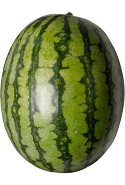 Serdar Çam Tohumculuk Nadir Dev Adana Karpuzu Tohumu Karpuz Tohumu Serdar Çam Tohumculuk Nadir Dev Adana Karpuzu Tohumu Karpuz Tohumu