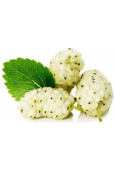 Tohumcumm 5 Adet Tohum Beyaz Dut Tohumu Beyaz Dut Tohumu + Saksı + Toprak Tohumcumm 5 Adet Tohum Beyaz Dut Tohumu Beyaz Dut Tohumu + Saksı + Toprak