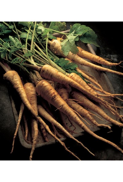 Boothas Yabani Havuç Sebzesi Tohumu 20'li Boothas Yabani Havuç Sebzesi Tohumu 20'li