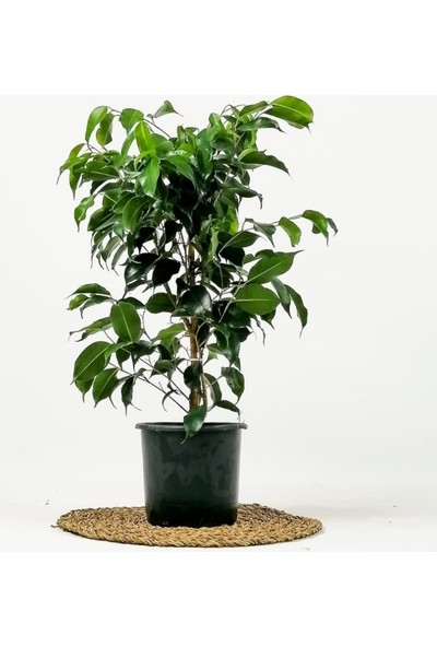 Fidan Burada Ficus Benjamina Danielle-Benjamin Bitkisi 80cm Fidan Burada Ficus Benjamina Danielle-Benjamin Bitkisi 80cm