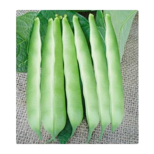 Murat Tohumculuk Murat Tohum Magnumax Demir Fasulye Tohumu Fiyatı