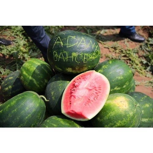 Serdar Çam Tohumculuk Nadir Dev Adana Karpuzu Tohumu Karpuz Fiyatı