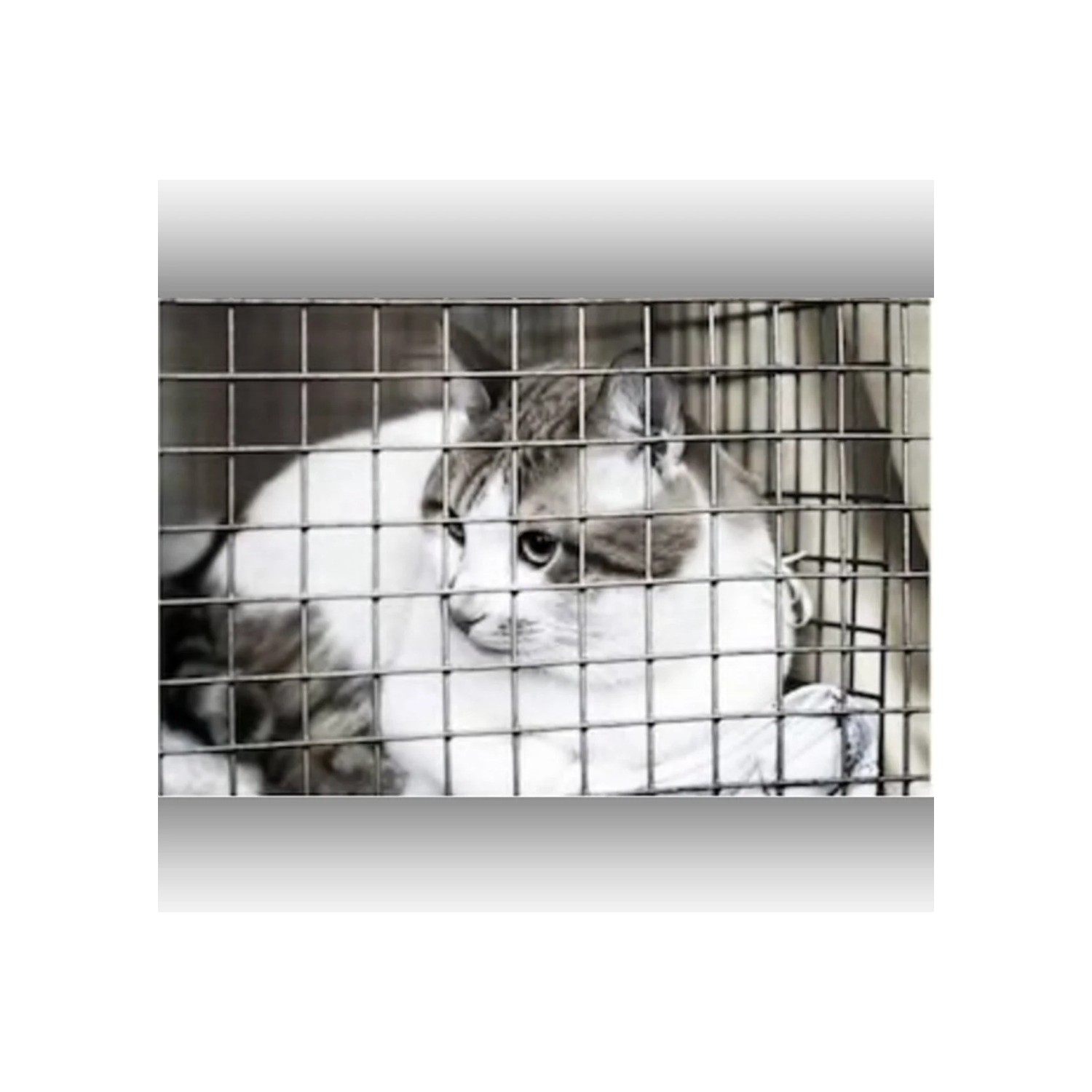 Ersa Tel Hasır Tel Çit 5 x 5 - 3.65 mm 100 x 200 Dış Ebat Fiyatı