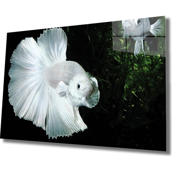 Miraax Beyaz Balık Cam Tablo White Fish Fiyatı - Taksit Seçenekleri