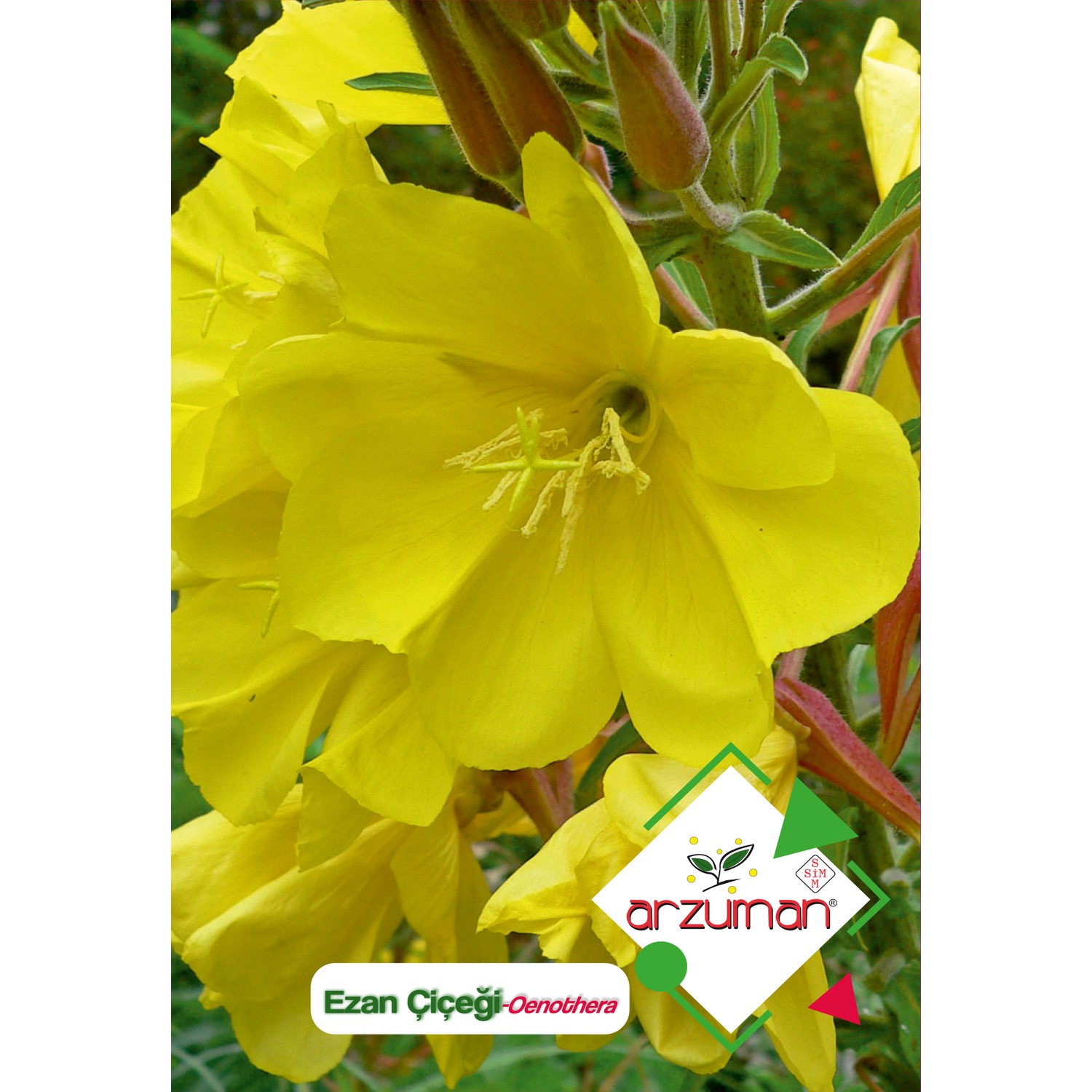 Arzuman Ezan Çiçeği (Oenothera) Çiçek Tohumu 100 Adet Fiyatı