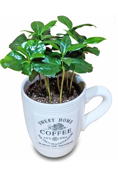 Faf Gift Kupa Da Kahve Ağacı Bitkisi