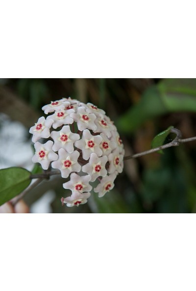 Türkiye Fidan Mum Çiçeği / Beyaz