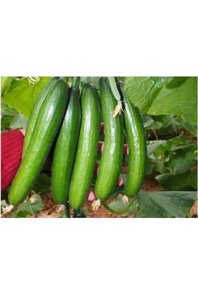 Tohumcumm 35 Çengelköy Salatalık Tohumu Çengelköy Hıyar Tohumu Tohumcumm 35 Çengelköy Salatalık Tohumu Çengelköy Hıyar Tohumu