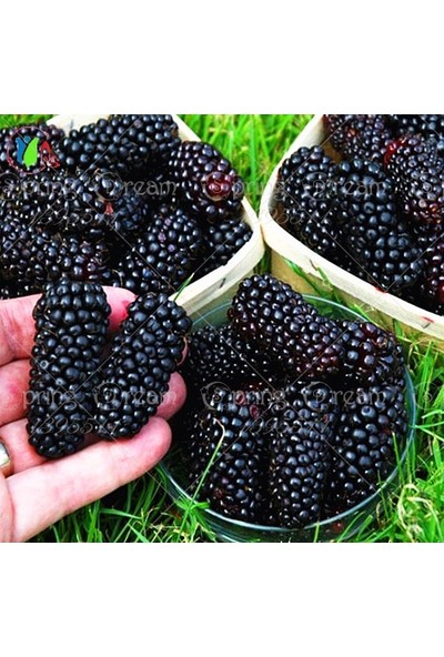 Tohumcumm Karadut Tohumu Dev Kara Dut Tohumu Siyah Dut Tohumu 10 Tohum