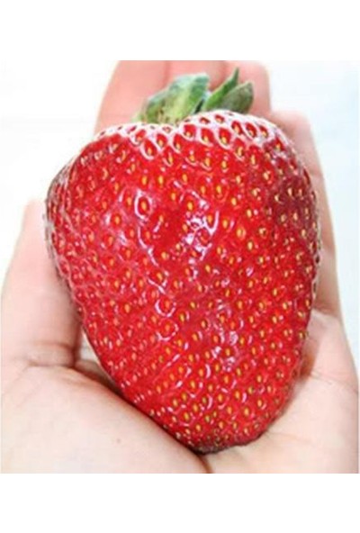 Tohumcumm Dev Çilek Tohumu Yediveren Çillek Tohumu Güney Amercica Çileği 50 Tohum Tohumcumm Dev Çilek Tohumu Yediveren Çillek Tohumu Güney Amercica Çileği 50 Tohum