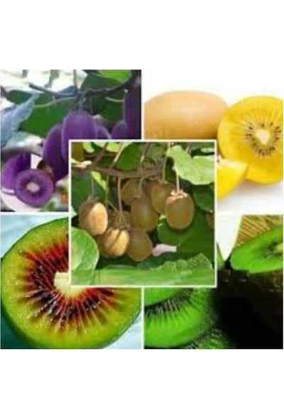 Serdar Çam Tohumculuk 4 Farklı Renk Kivi Tohumu Ekim Seti Sarı Yeşil Kırmızı Mor 8 Tohum Saksı Toprak Kombin