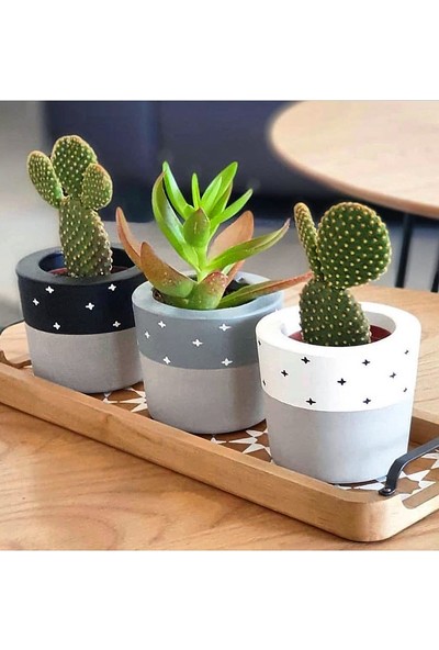 Bonopart 3lü Renkli Beton Kaktüs ve Sukulent Saksı Seti Bonopart 3lü Renkli Beton Kaktüs ve Sukulent Saksı Seti