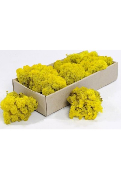 Minikbahcem Sarı Şoklanmış Izlanda Reindermoss Teraryum Yosunu Sphangum 30 gr