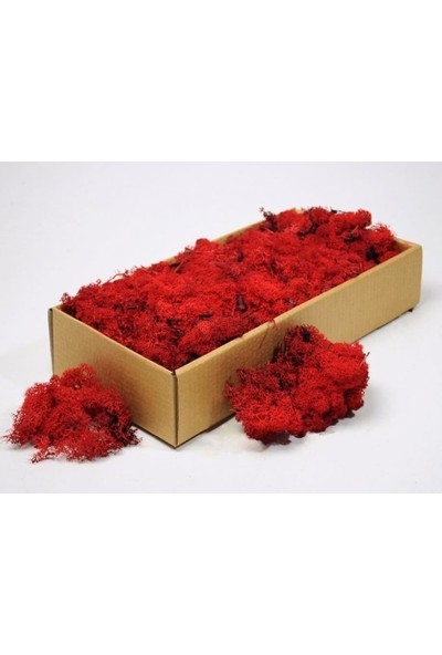 Minikbahcem Kırmızı Şoklanmış Izlanda Reindermoss Teraryum Yosunu Sphangum 30 gr